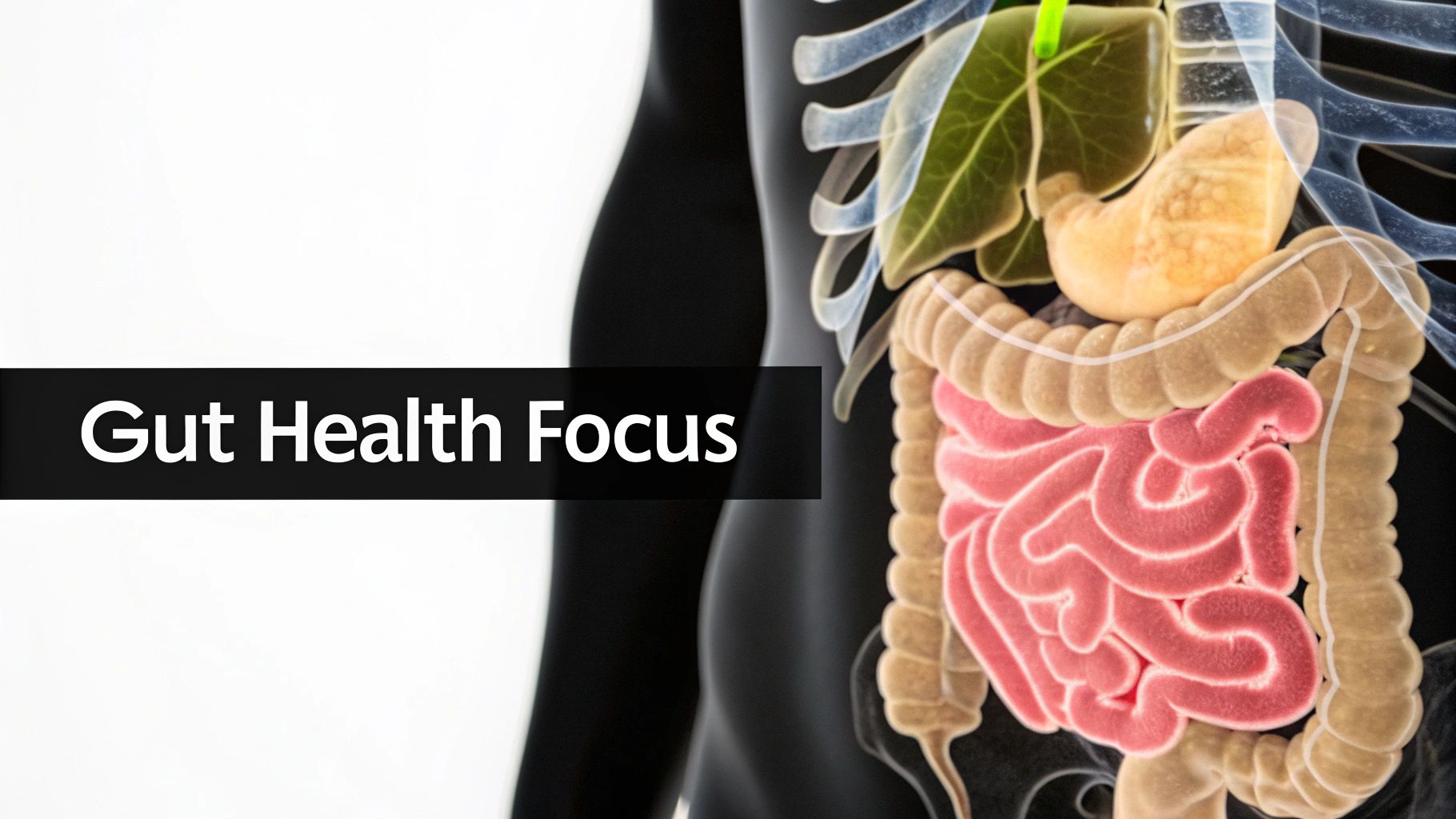 Small Intestinal Overgrowth Symptoms: The Essential Guide to SIBO ...